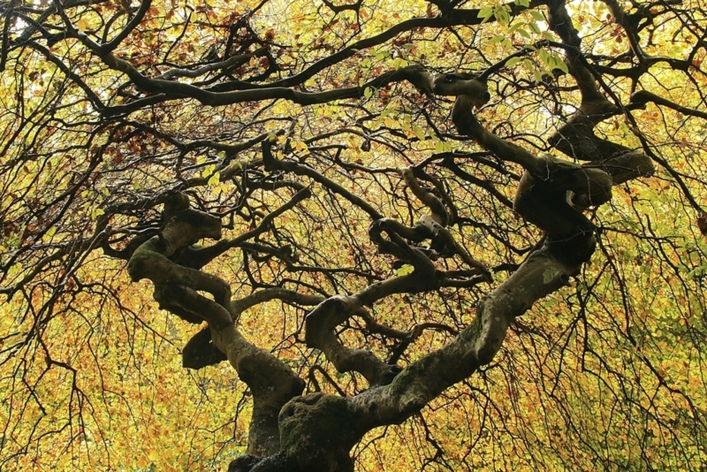 Twisted Trees and Poor Worldviews | Sinister Bend
